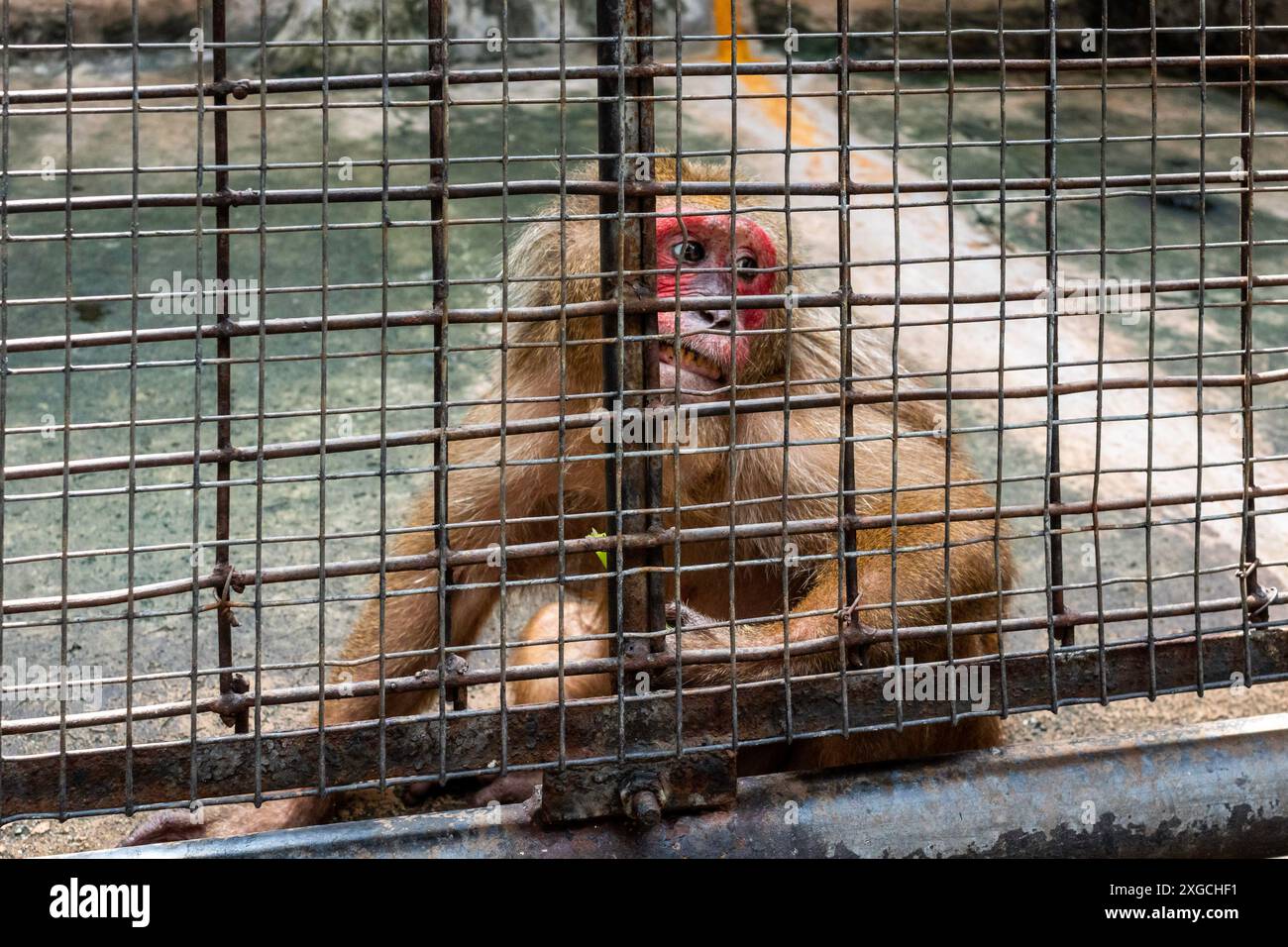 A macaque is seen behind its cage's door, at Pata Zoo, in Pata Pinklao ...