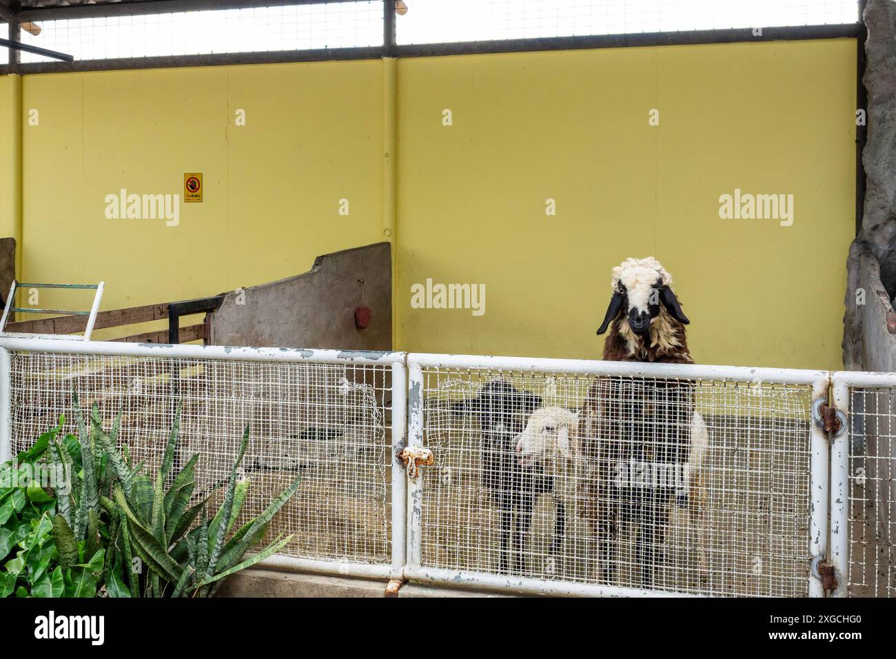General view of a group of goats at their living area cage, at Pata Zoo ...