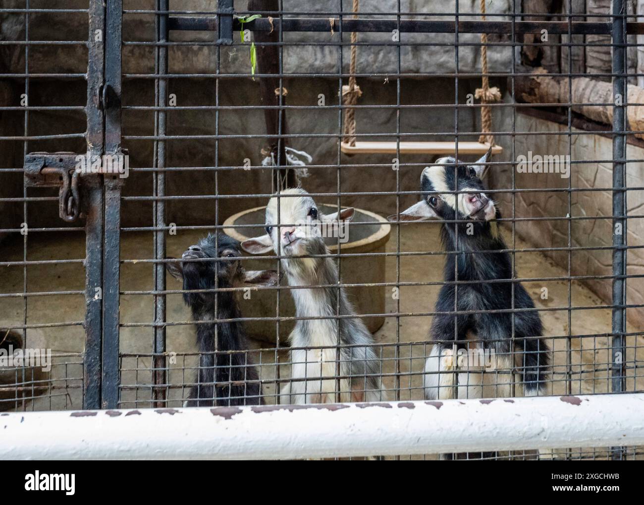 Goats are seen watching visitors passing by their cage, at Pata Zoo, in ...