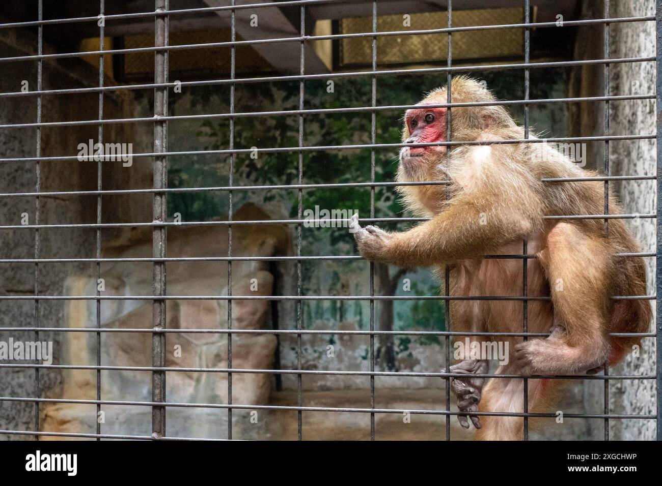 A macaque is seen trying to pass some parts of its body through its ...