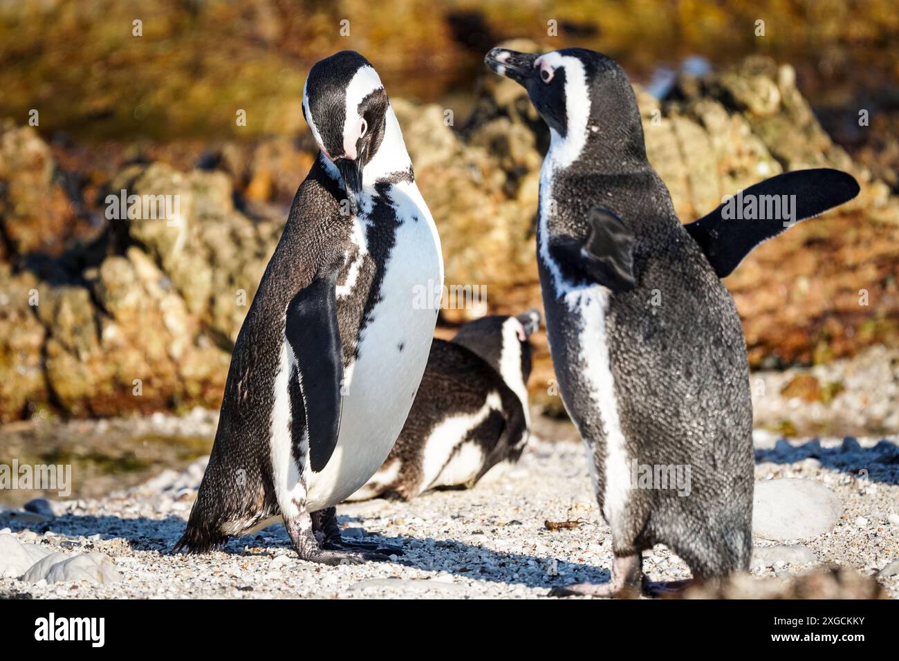 Pair cape african penguins preening hi-res stock photography and images ...