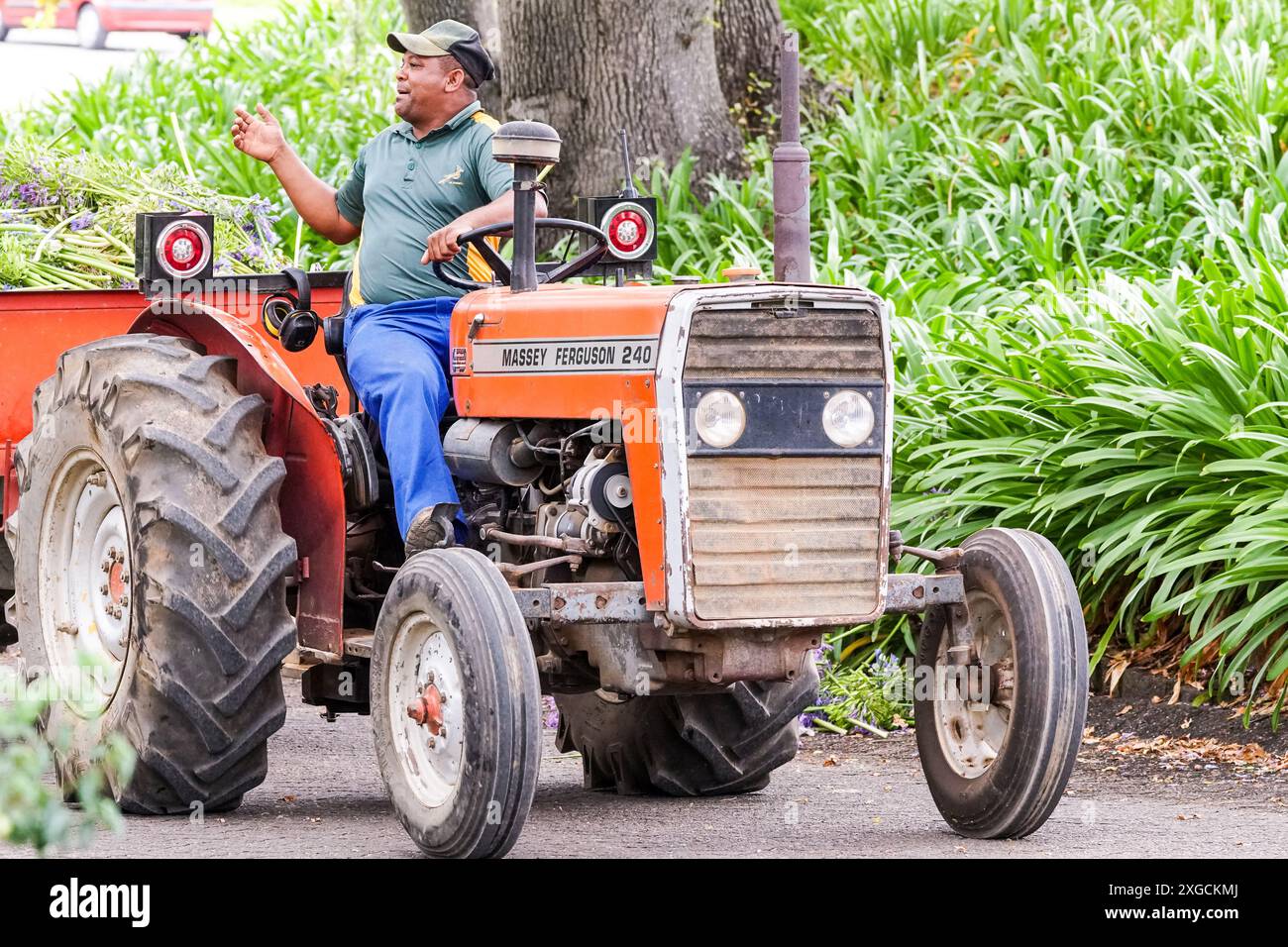 Massey Ferguson 240 tractor trailer with driver or worker in Cape Town ...