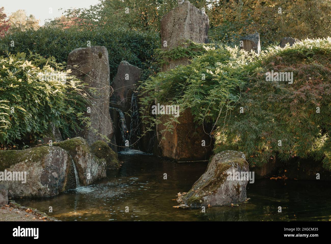 Beautiful Japanese Garden with waterfalls and trees at autumn seson. A ...