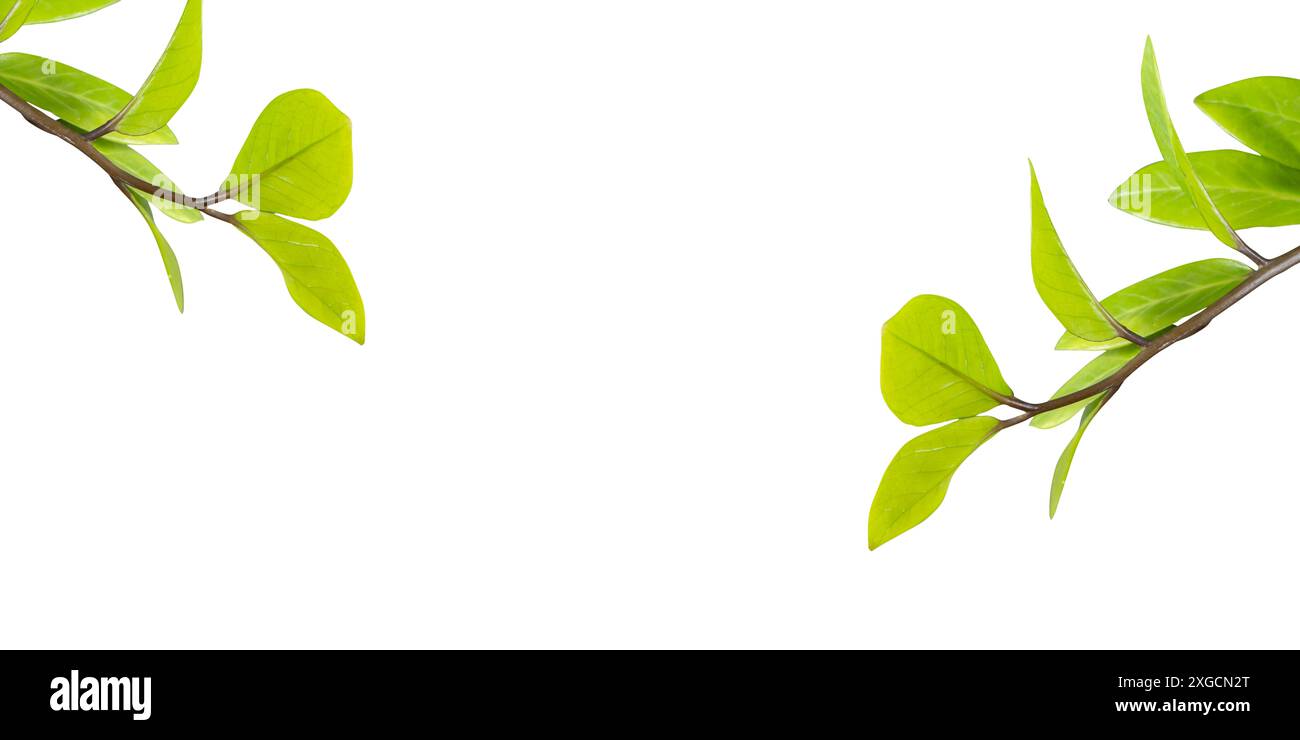 Green leaves, is shown against a white background and they are arranged ...