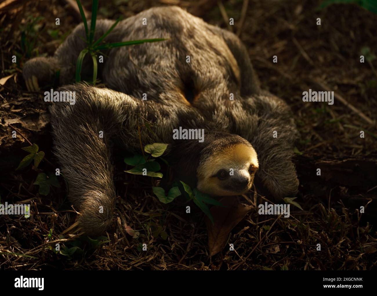 Sloth texture hi-res stock photography and images - Alamy