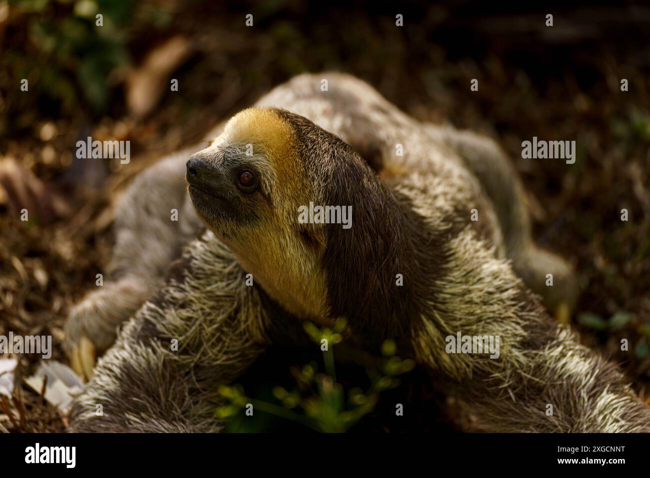 Sloth texture hi-res stock photography and images - Alamy