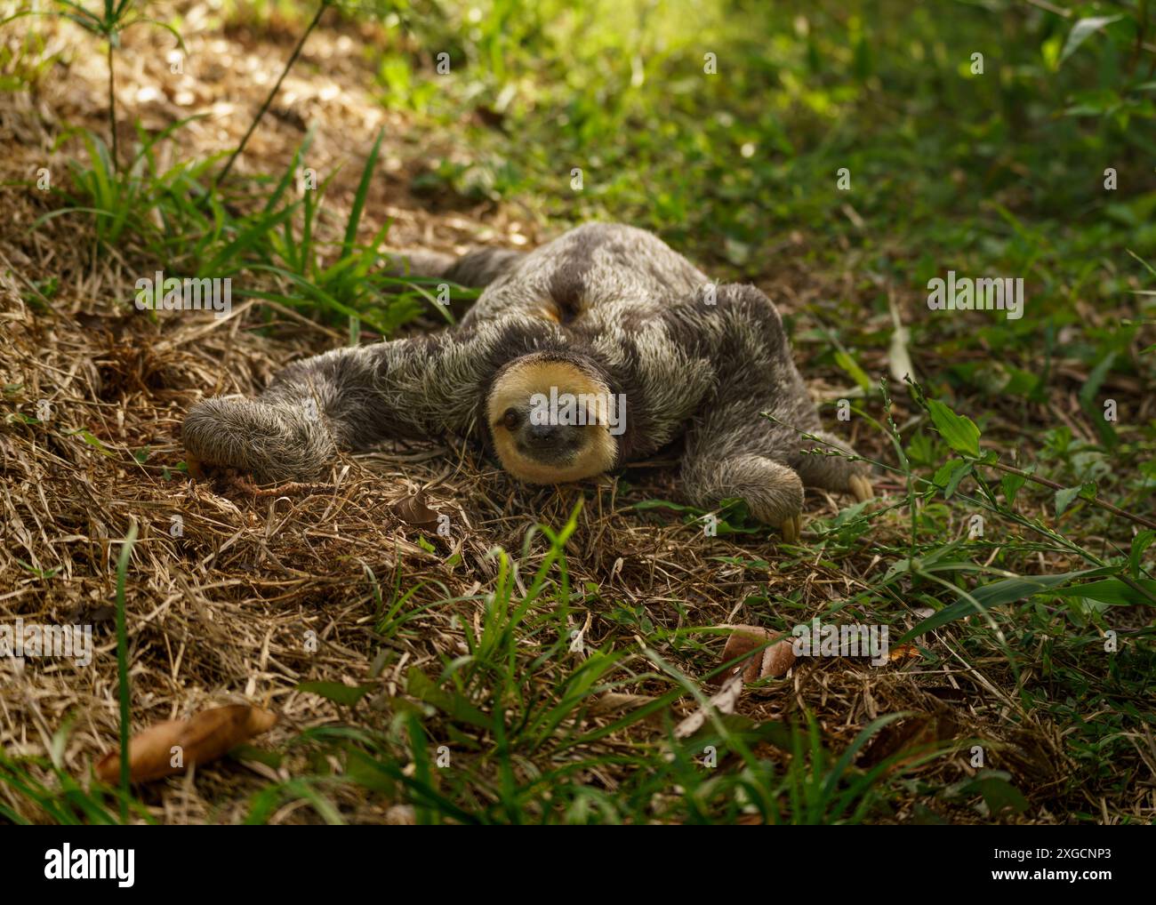 Sloth texture hi-res stock photography and images - Alamy