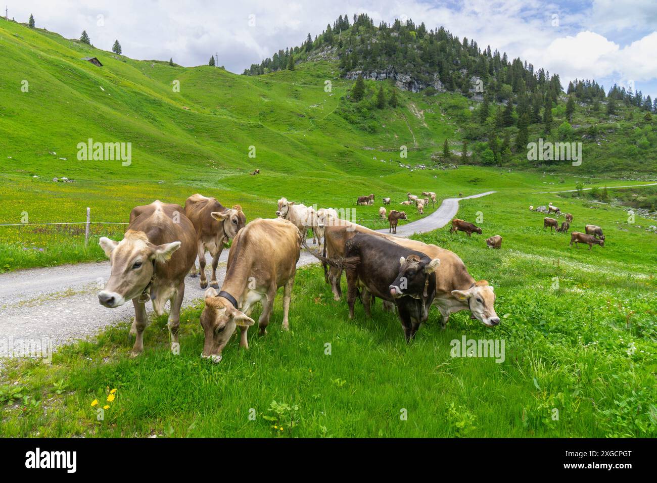 brown cow on the pasture in the Alp of Bregenzerwald, cow without horns ...