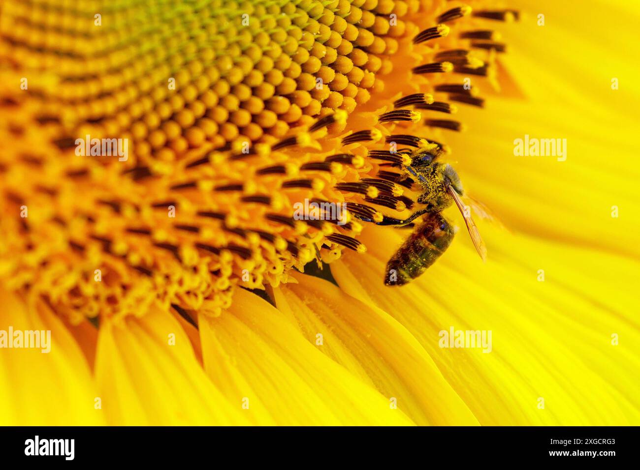 Biene in der landschaft hi-res stock photography and images - Alamy