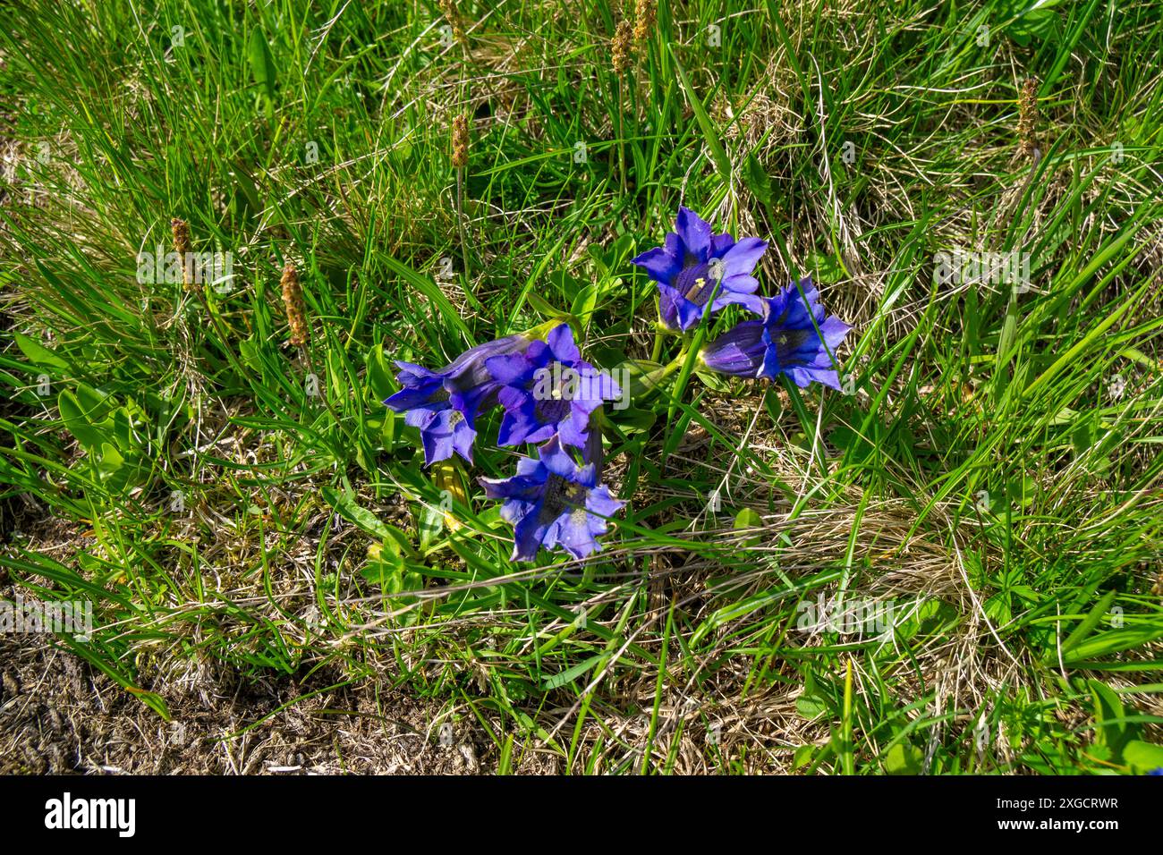 gentians, blooming blue gentian on green grass, alpine flower with ...
