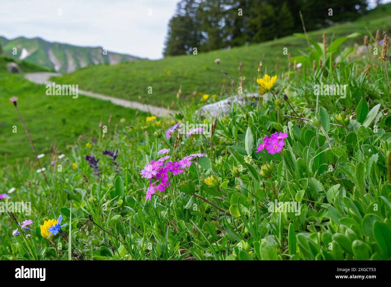 pink, lila and light blue blooming flower named primula sieboldii on ...