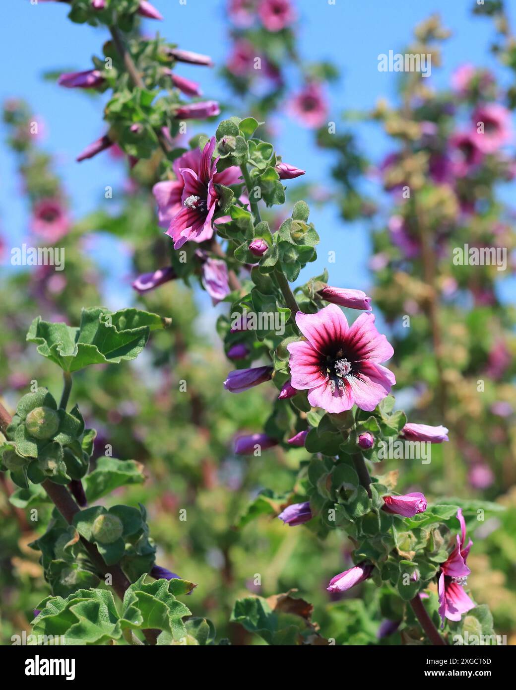 Pink flowers: Tree mallow or common mallow, frequently flourishes in ...