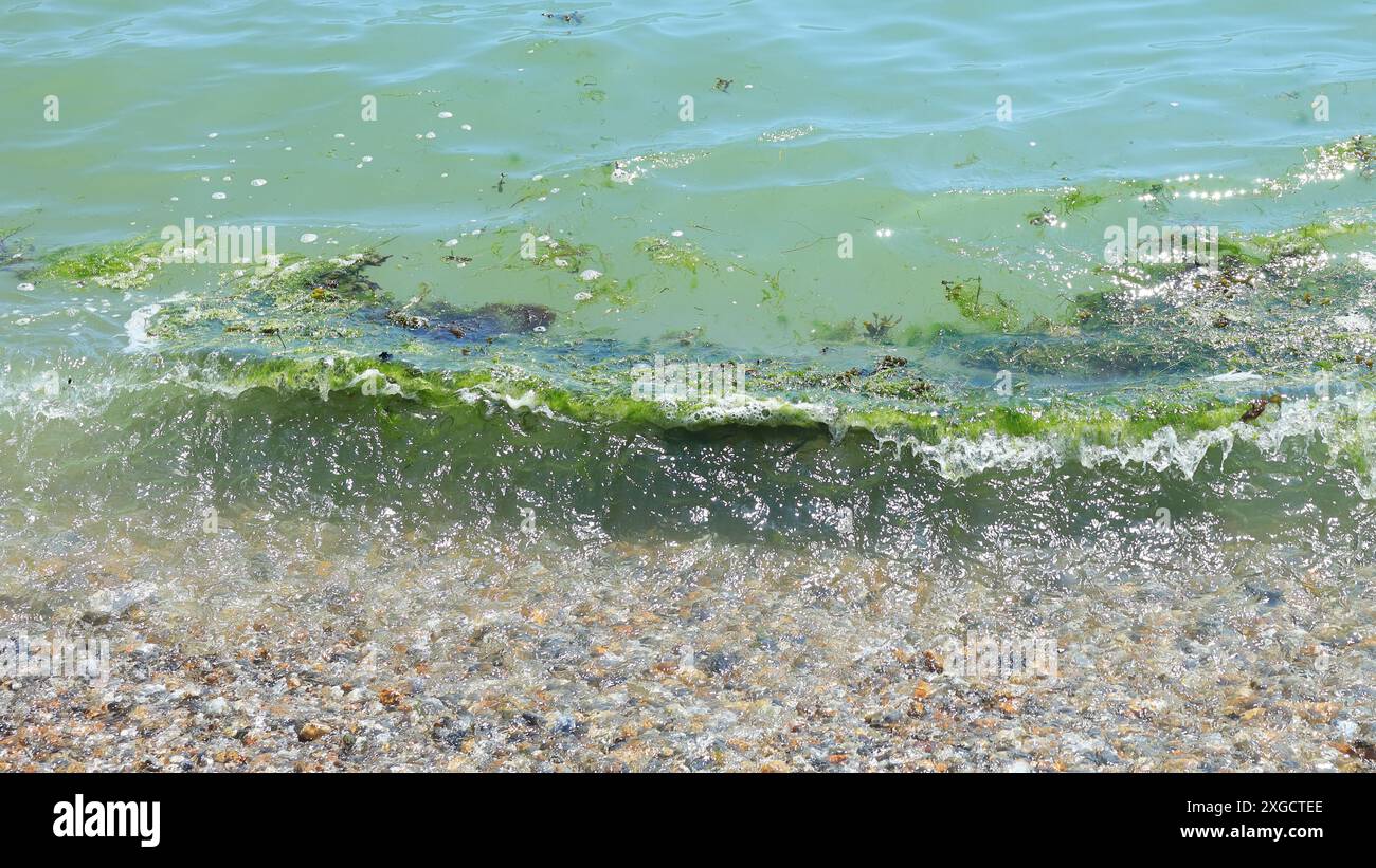 Wide angle view of light waves carrying surface seaweed to the shingle ...