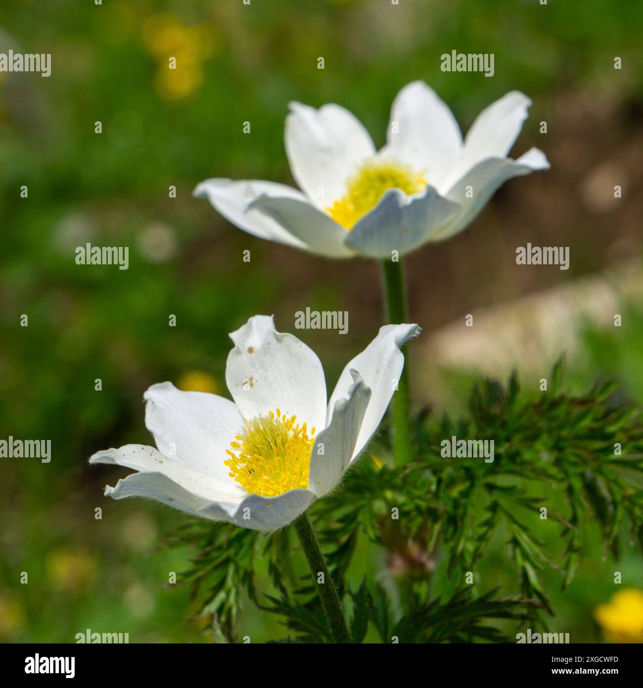 The Alpine pasqueflower or Alpine pasqueflower, also known as the ...