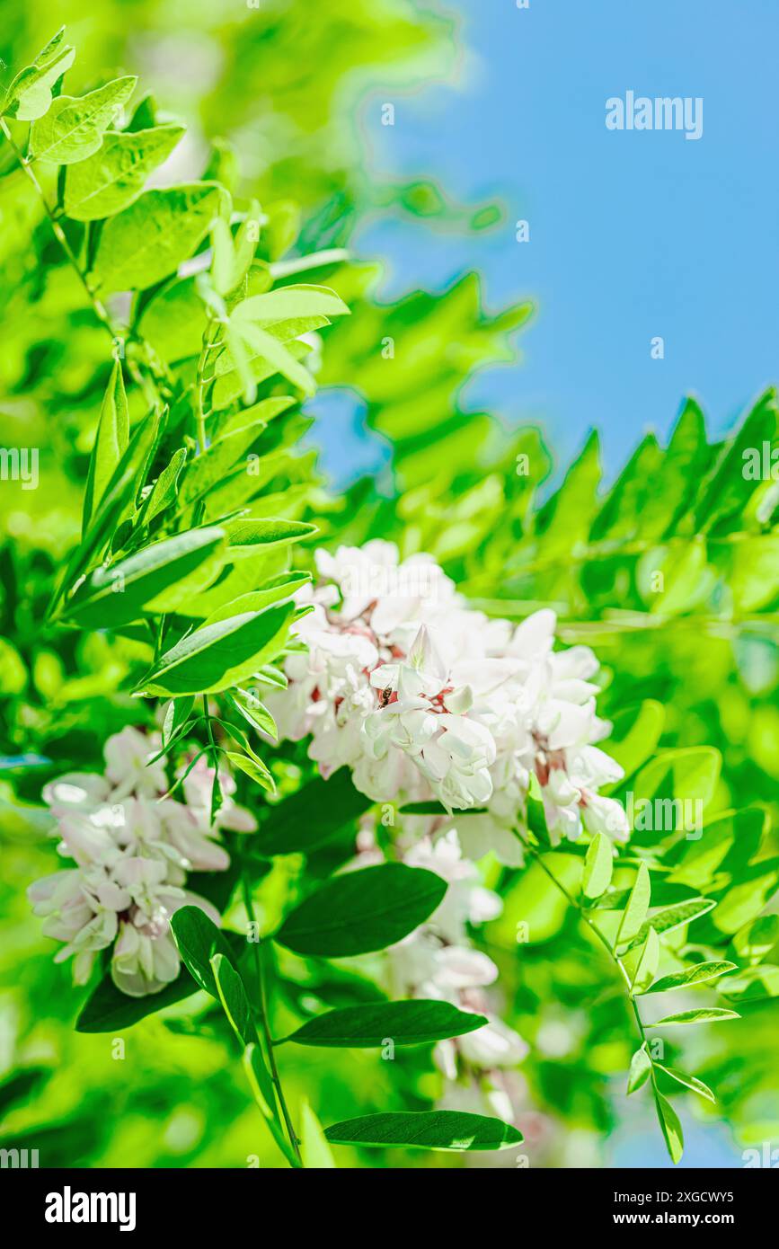 Blooming acacia tree in the garden. Spring seasonal of growing plants ...