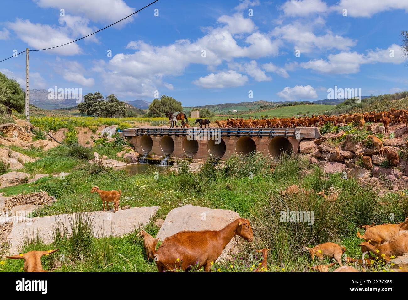 Domestic goats goatlings grazing hi-res stock photography and images ...