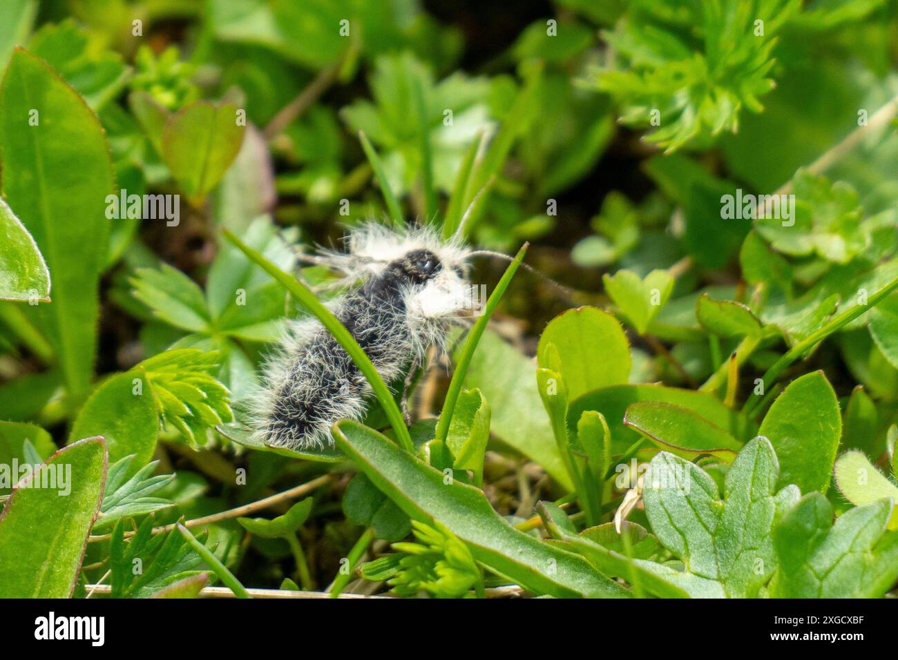 black and white wingless female of the Alpine fat-bodied moth, insect ...