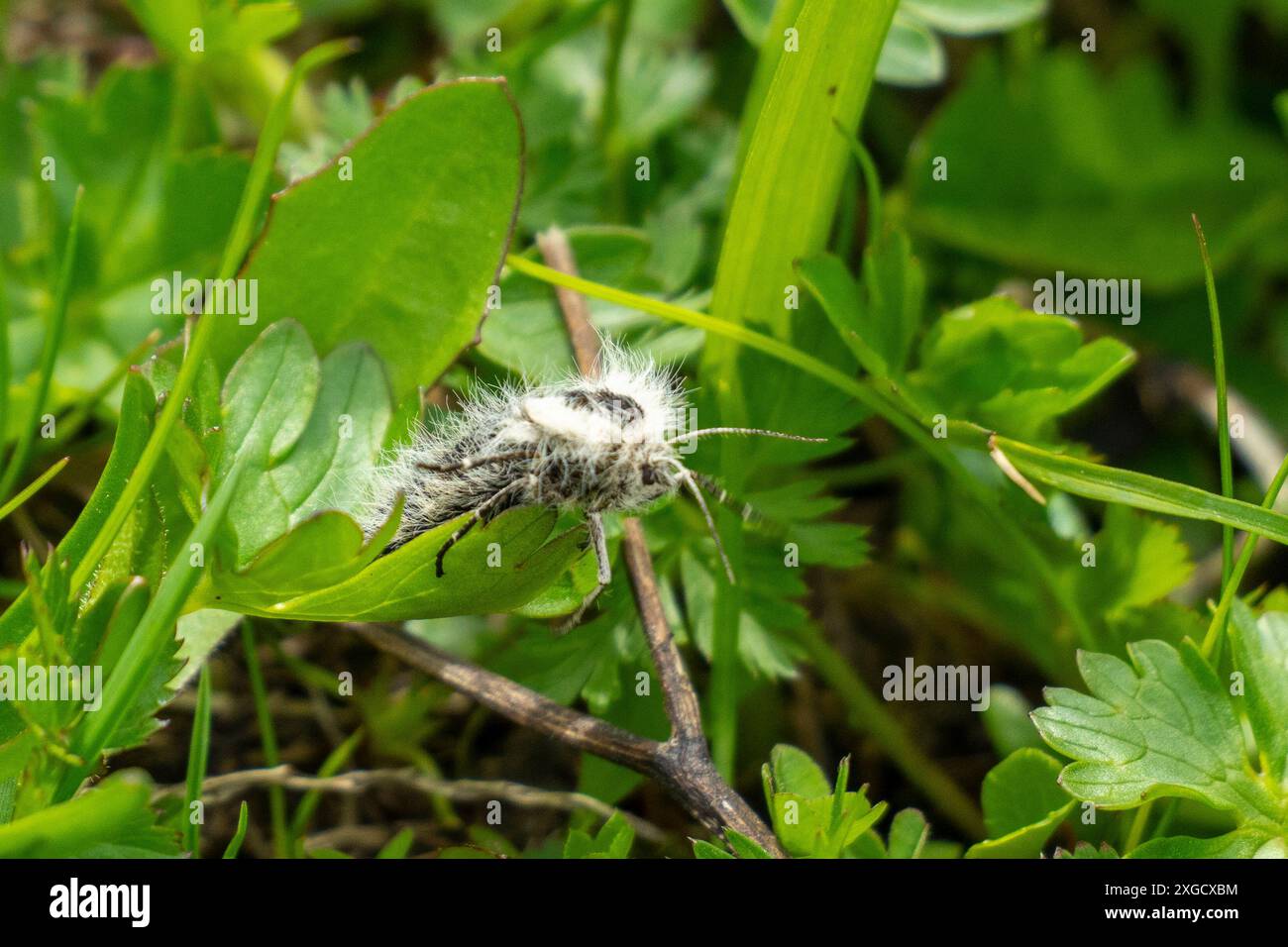 black and white wingless female of the Alpine fat-bodied moth, insect ...