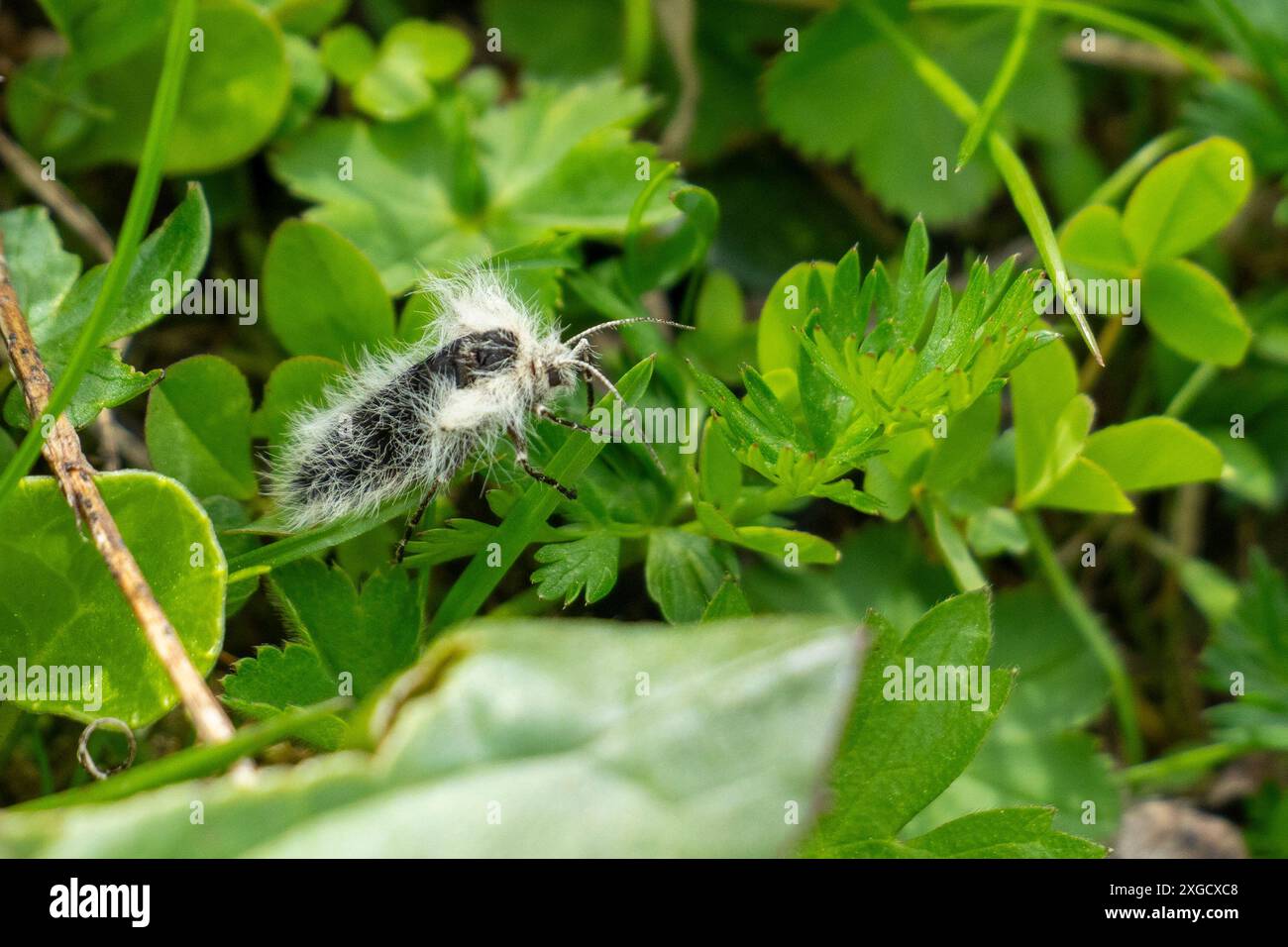 black and white wingless female of the Alpine fat-bodied moth, insect ...