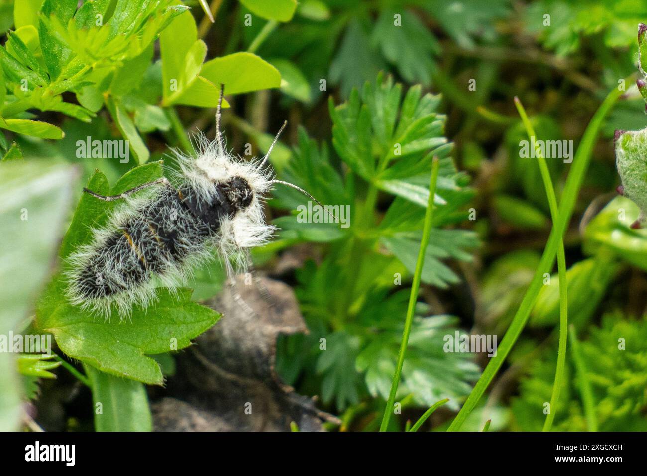 black and white wingless female of the Alpine fat-bodied moth, insect ...