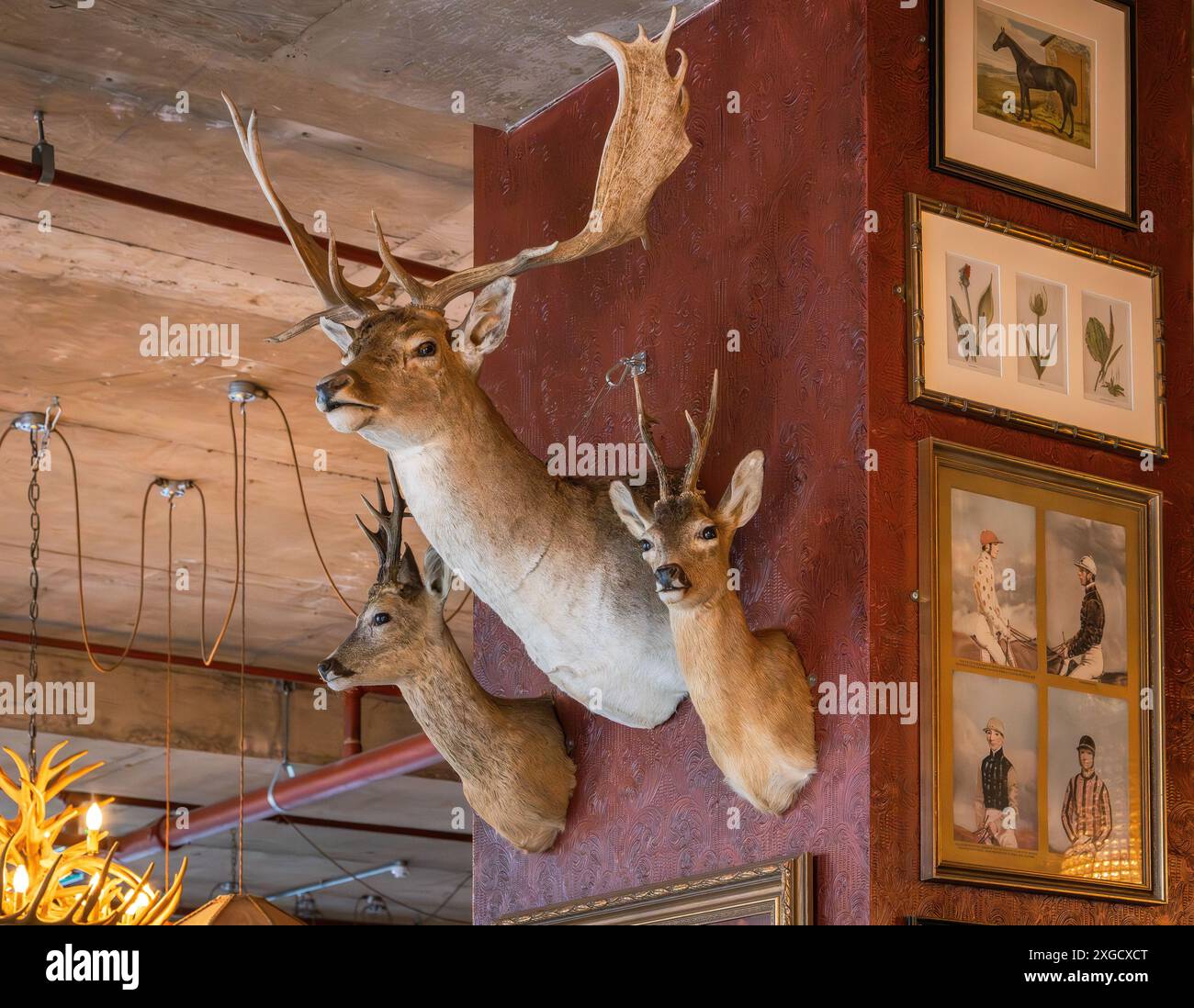 An eclectic mix of mounted Deer heads and paintings adorning the walls ...
