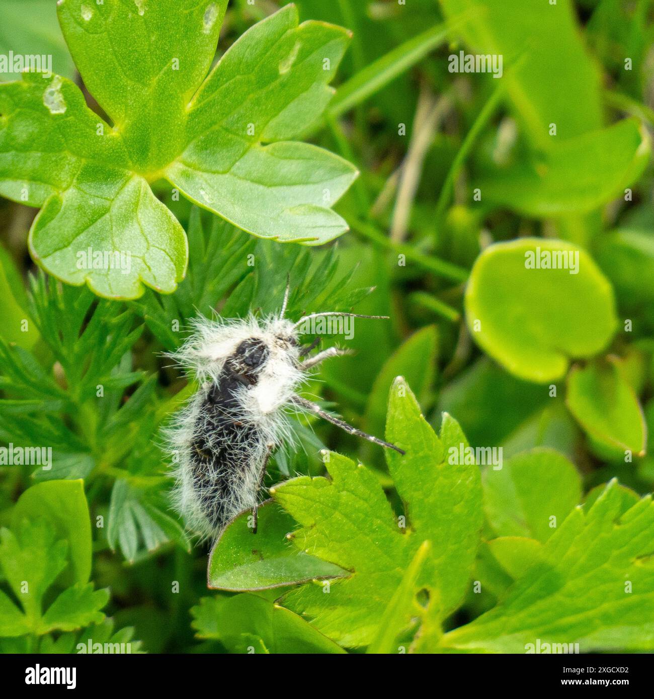 black and white wingless female of the Alpine fat-bodied moth, insect ...