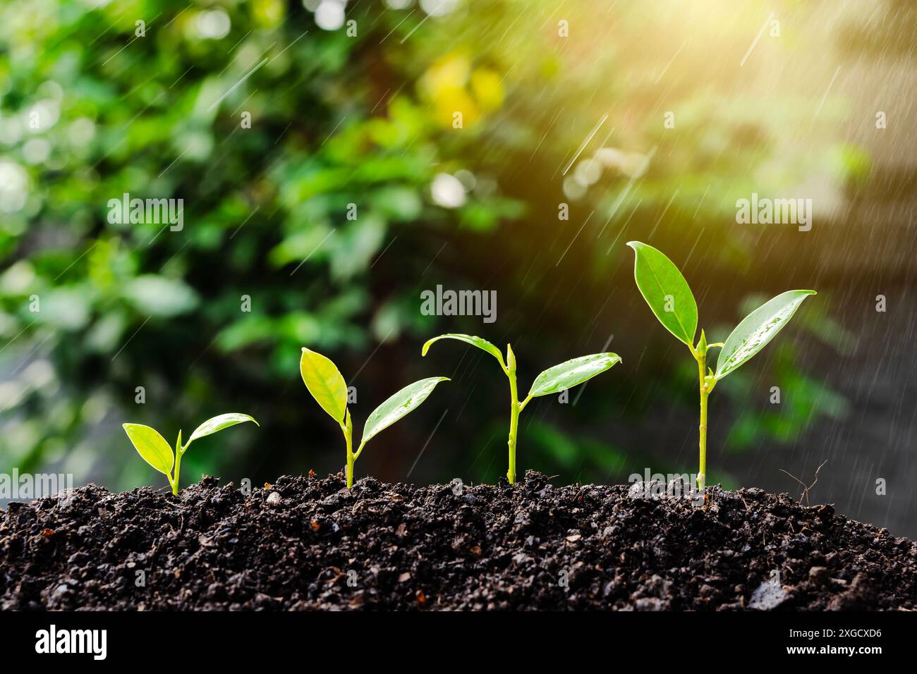 Watered green peas sprouts, seedlings growing in the soil under water ...