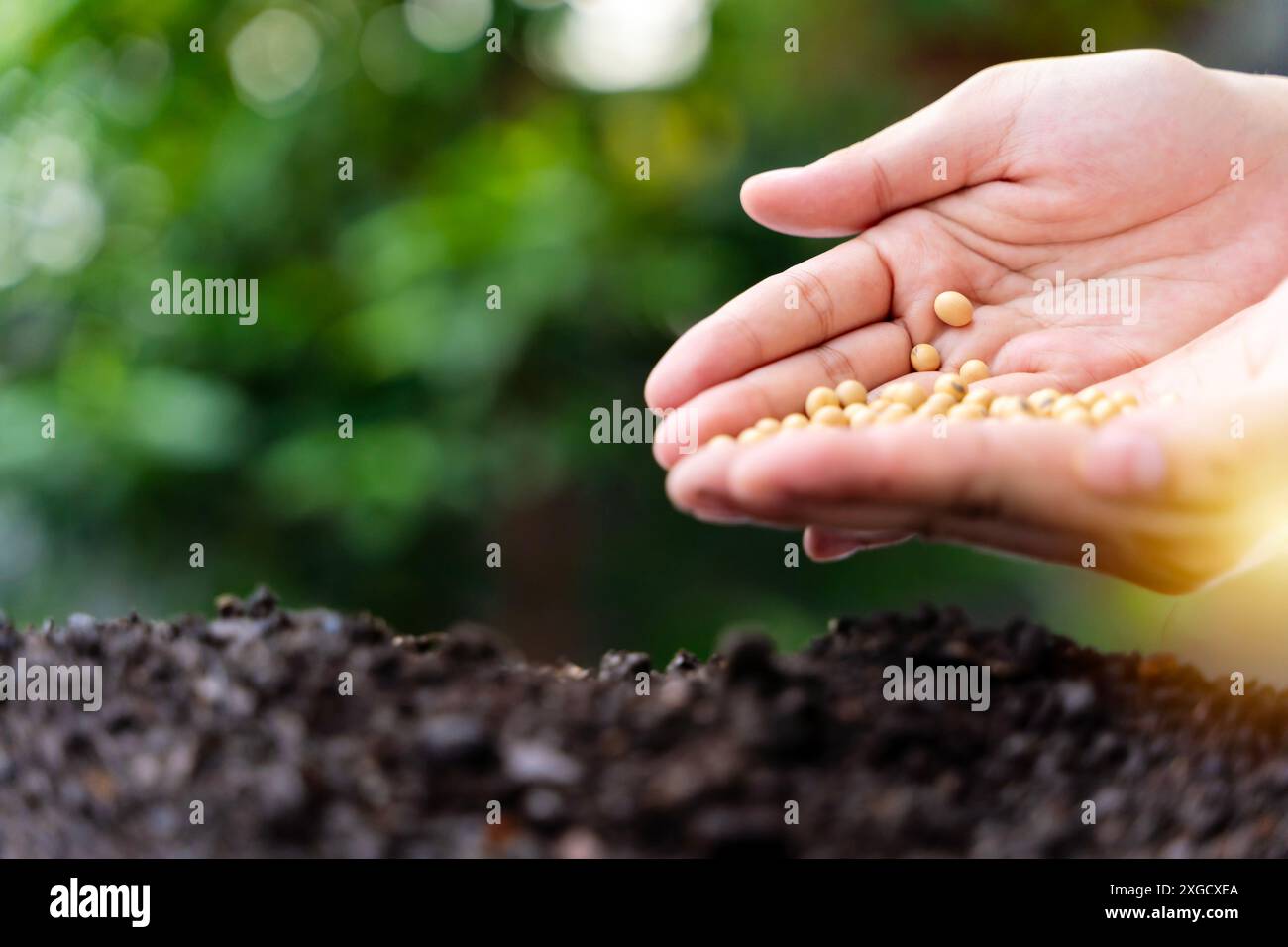 Woman planting soybeans in fertile soil Space for text. Planting ...