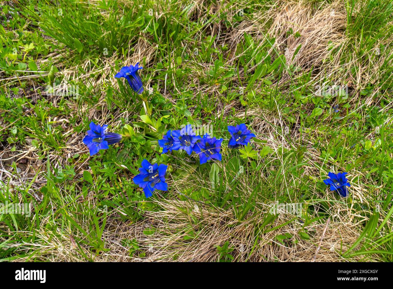 beautiful blue Gentian on alpine meadow, blue cobbler nails in the Alps ...