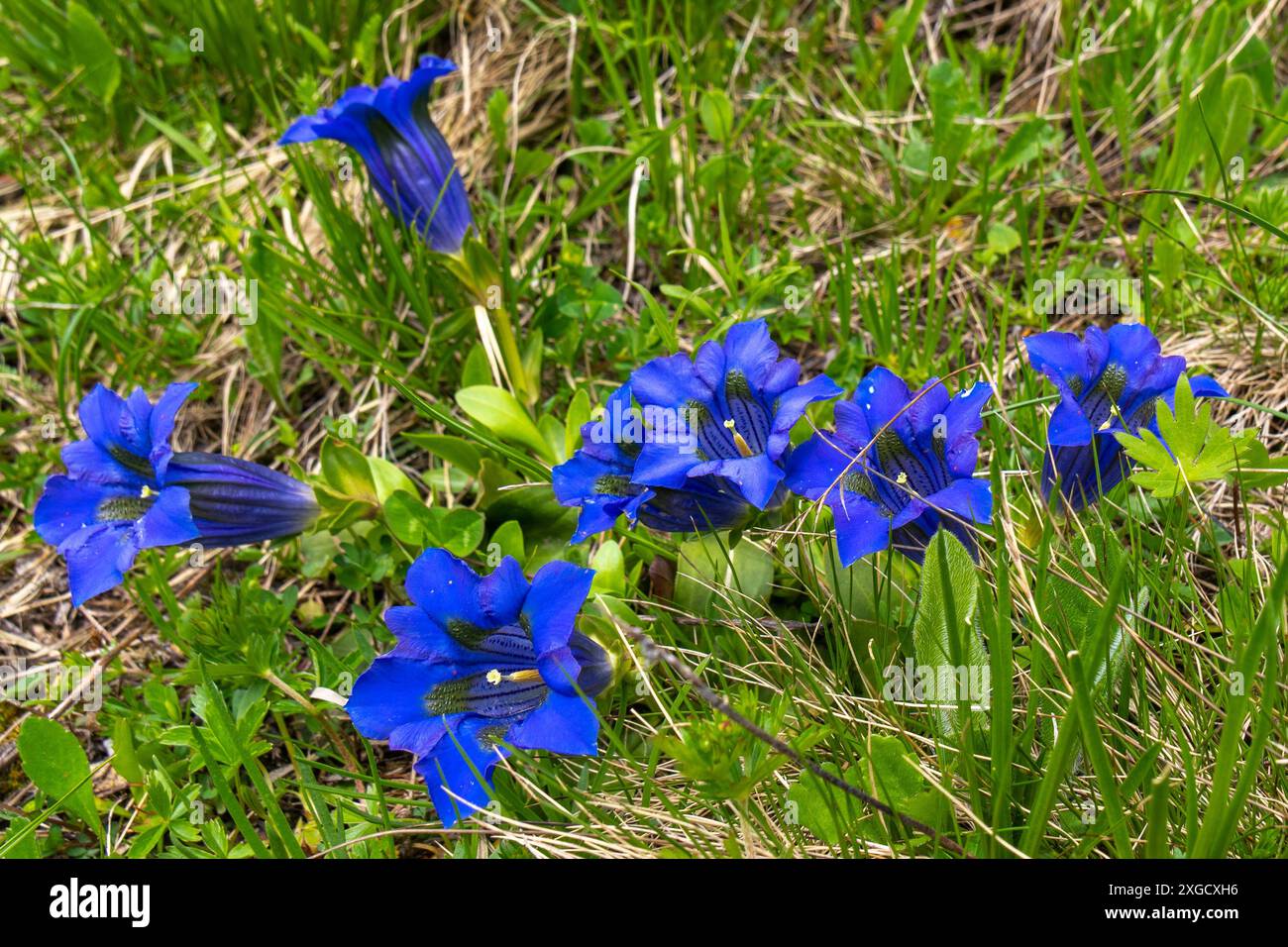 beautiful blue Gentian on alpine meadow, blue cobbler nails in the Alps ...