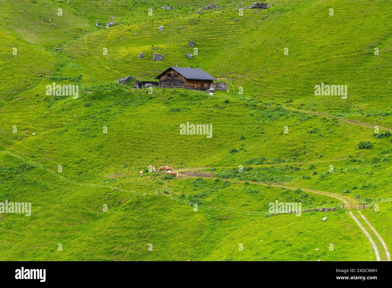horses on steep slope from Austrians alps, with green meadow just to ...
