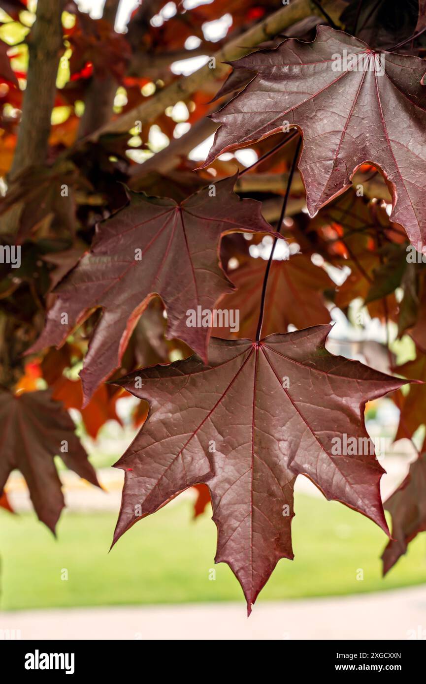 Freeman maple in early spring. Friedman's maple is a hybrid of red ...