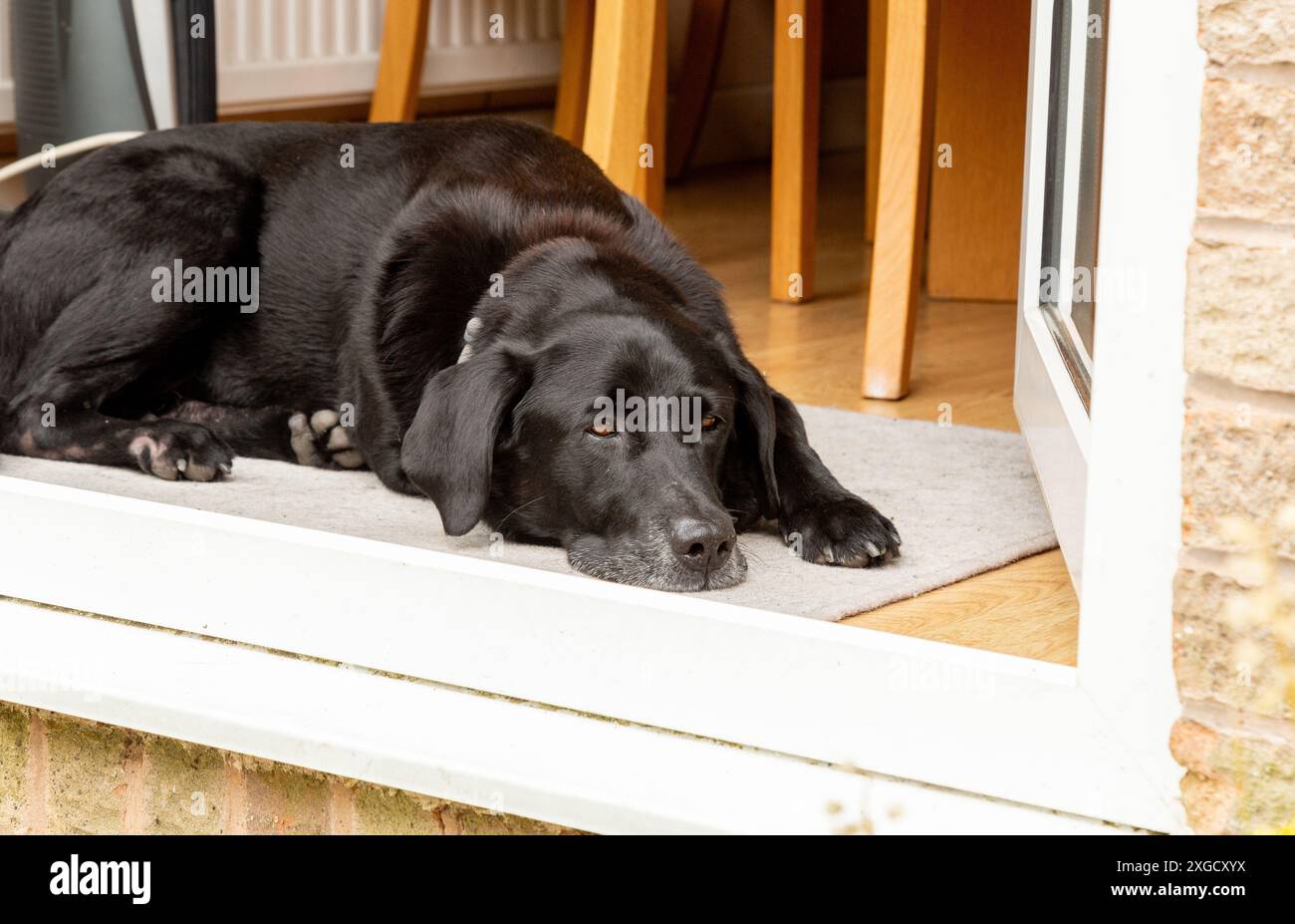 Labrador retriever lying next to open door hi-res stock photography and ...