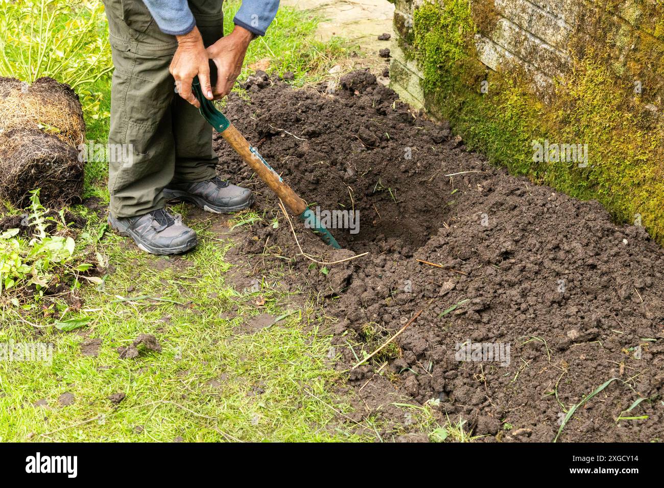 A man is digging a hole in a garden ready for planting a large ...