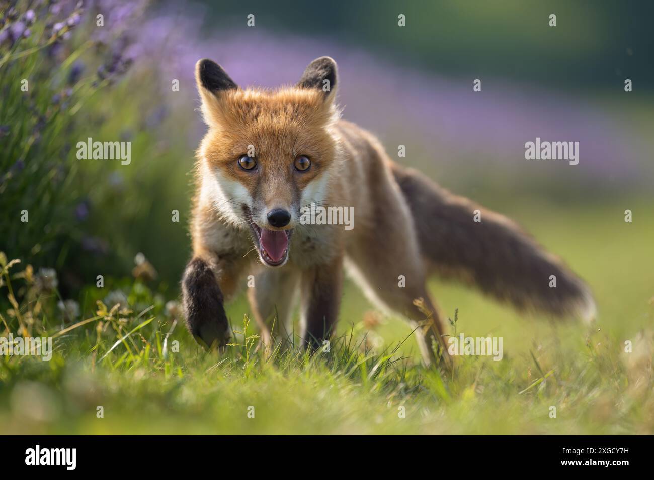 Photo of red fox in motion Stock Photo - Alamy