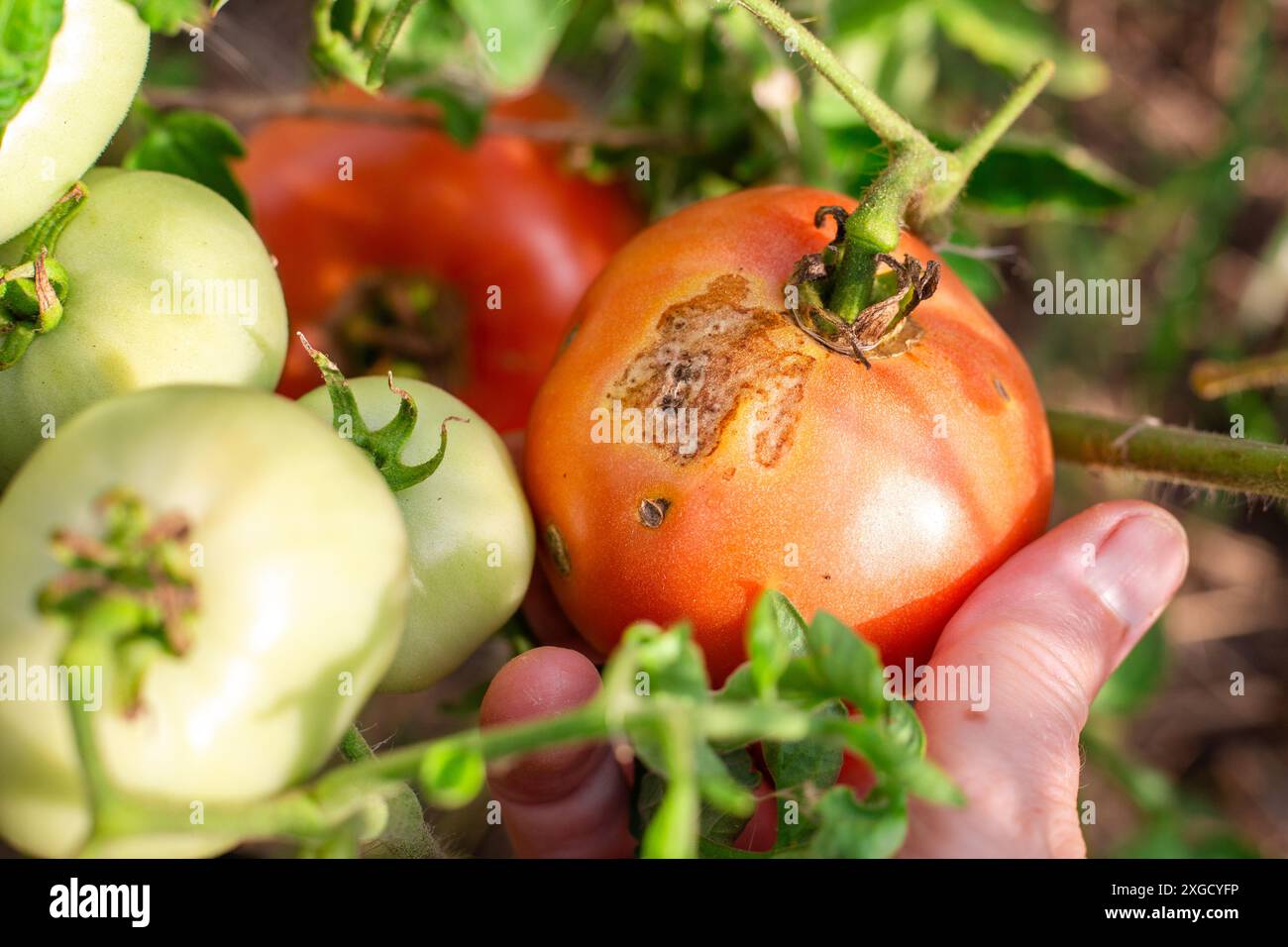 Tomato diseases. A woman examines a tomato with fruit damage from late ...