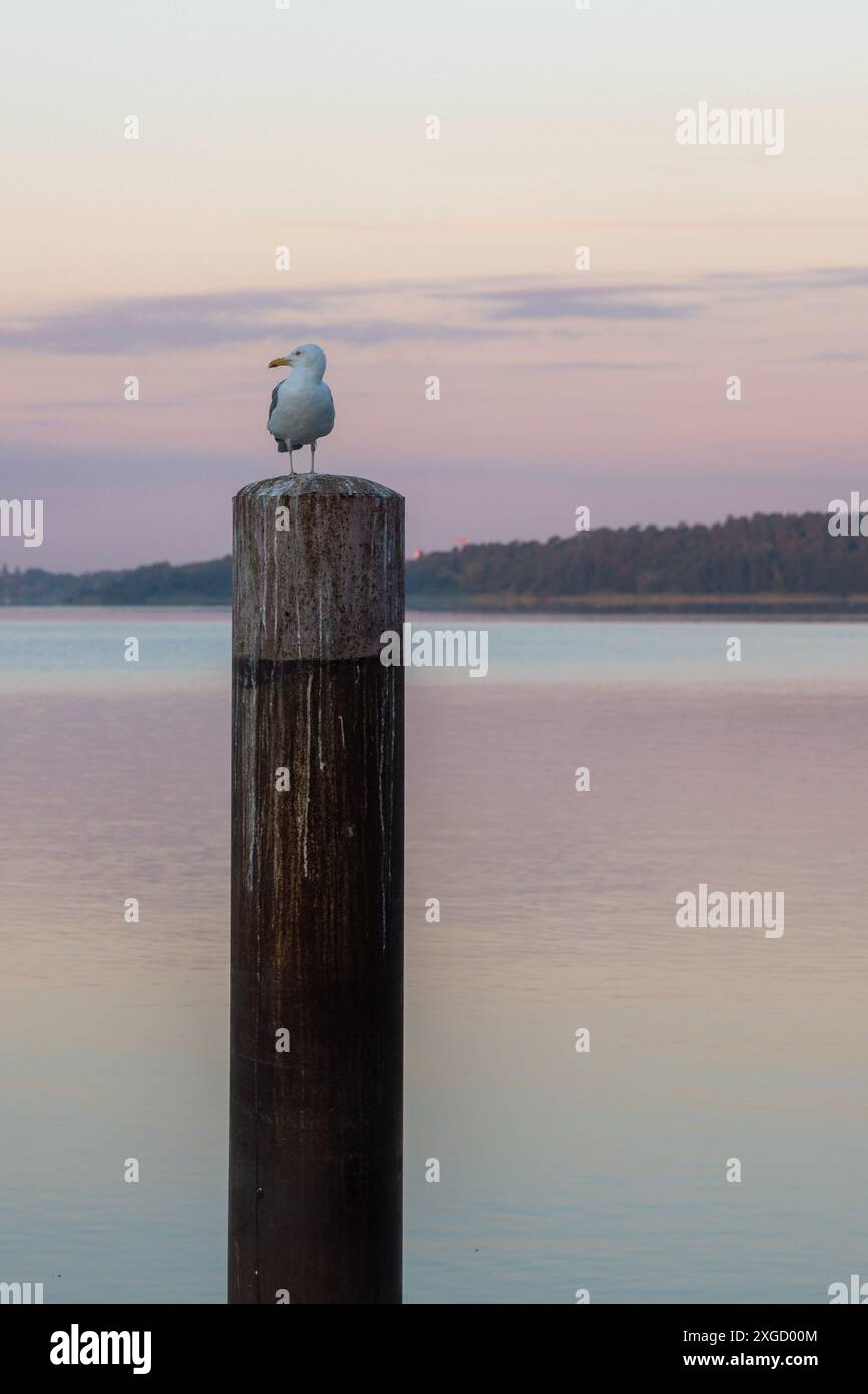 Dolphin structure hi-res stock photography and images - Alamy