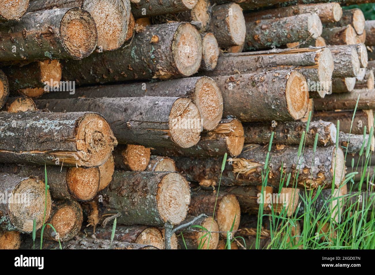 Wood logs background. Natural wooden background. Rows of piled of logs ...
