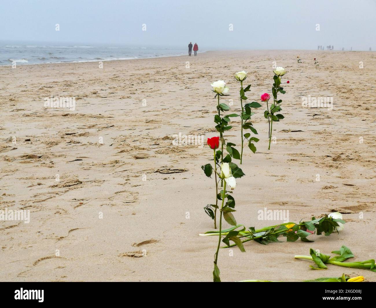A line of white and red roses are sticked in the sand on a beach. The ...