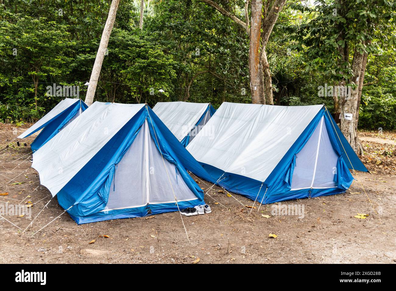 Multiple basic camping tents erected at campsite on beach next to ...