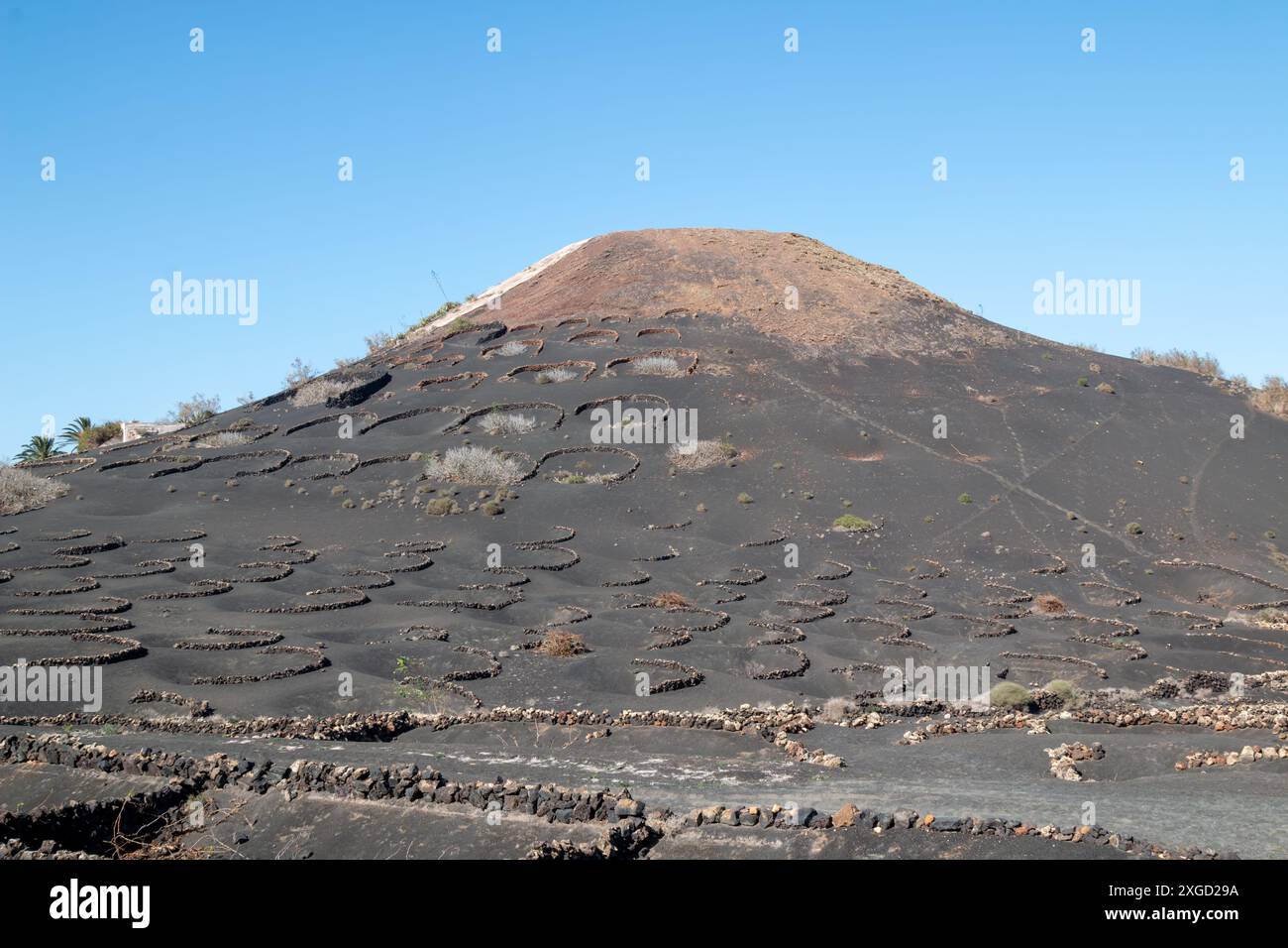 Vineyards growing in a holes under the surface of the land, protected ...