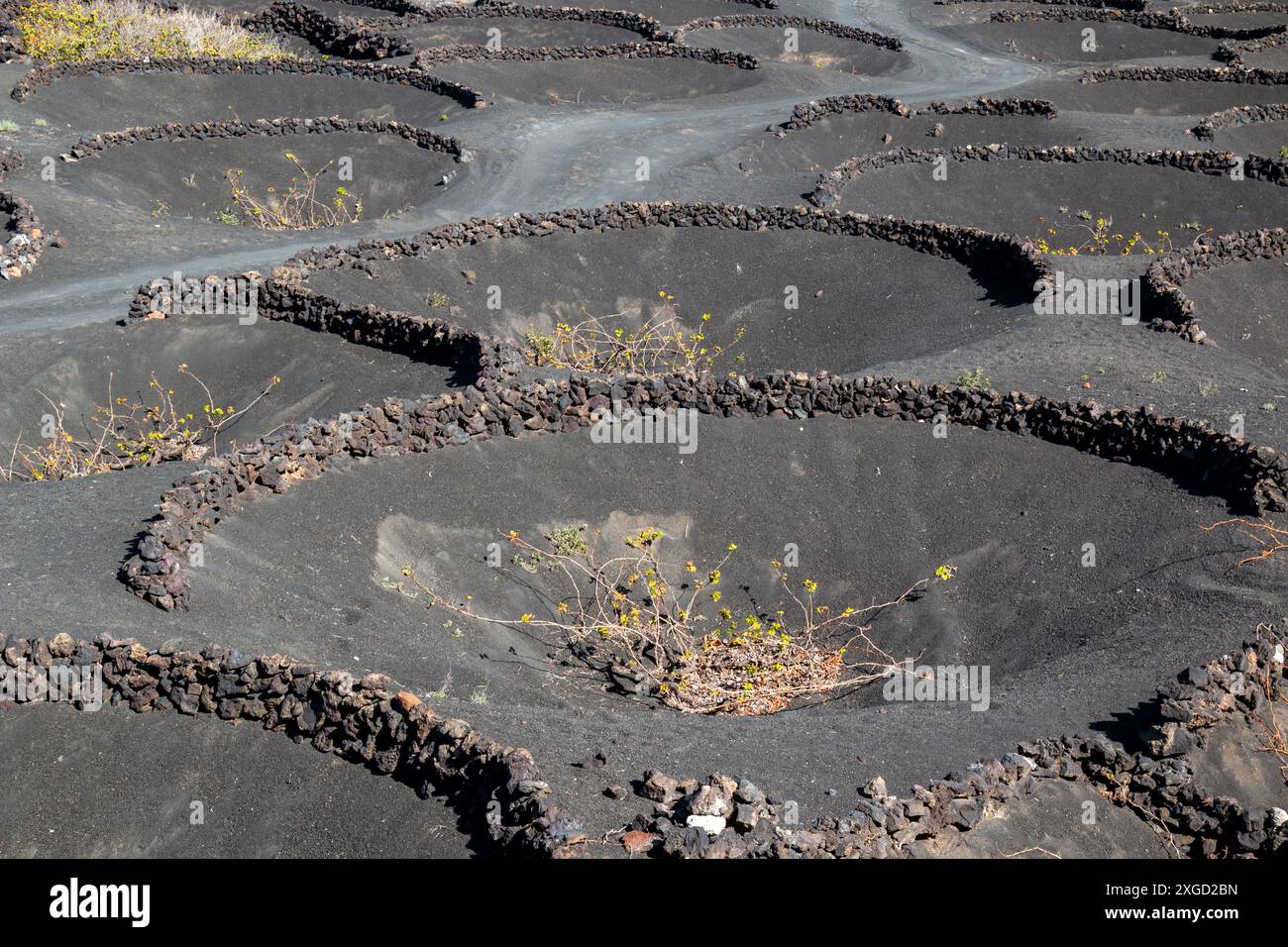 Vineyards growing in a holes under the surface of the land, protected ...