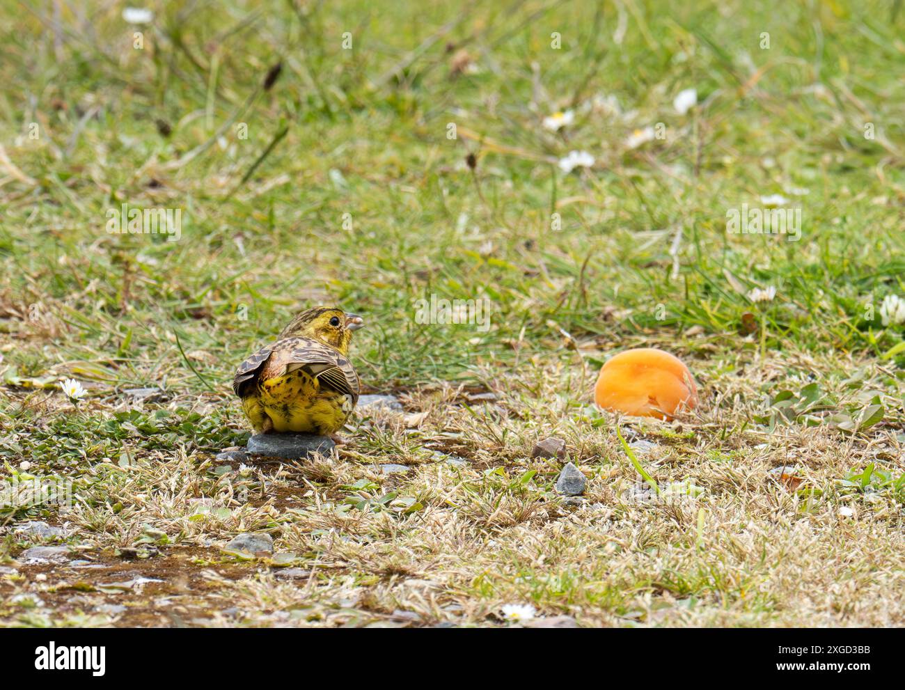 A female Yellowhammer, Emberiza citrinella feeding on a garden lawn on ...