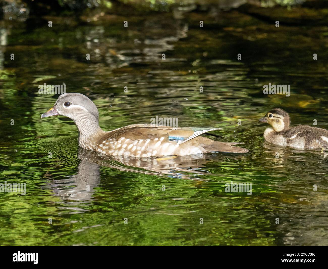 Mandarin duck and duckling hi-res stock photography and images - Alamy
