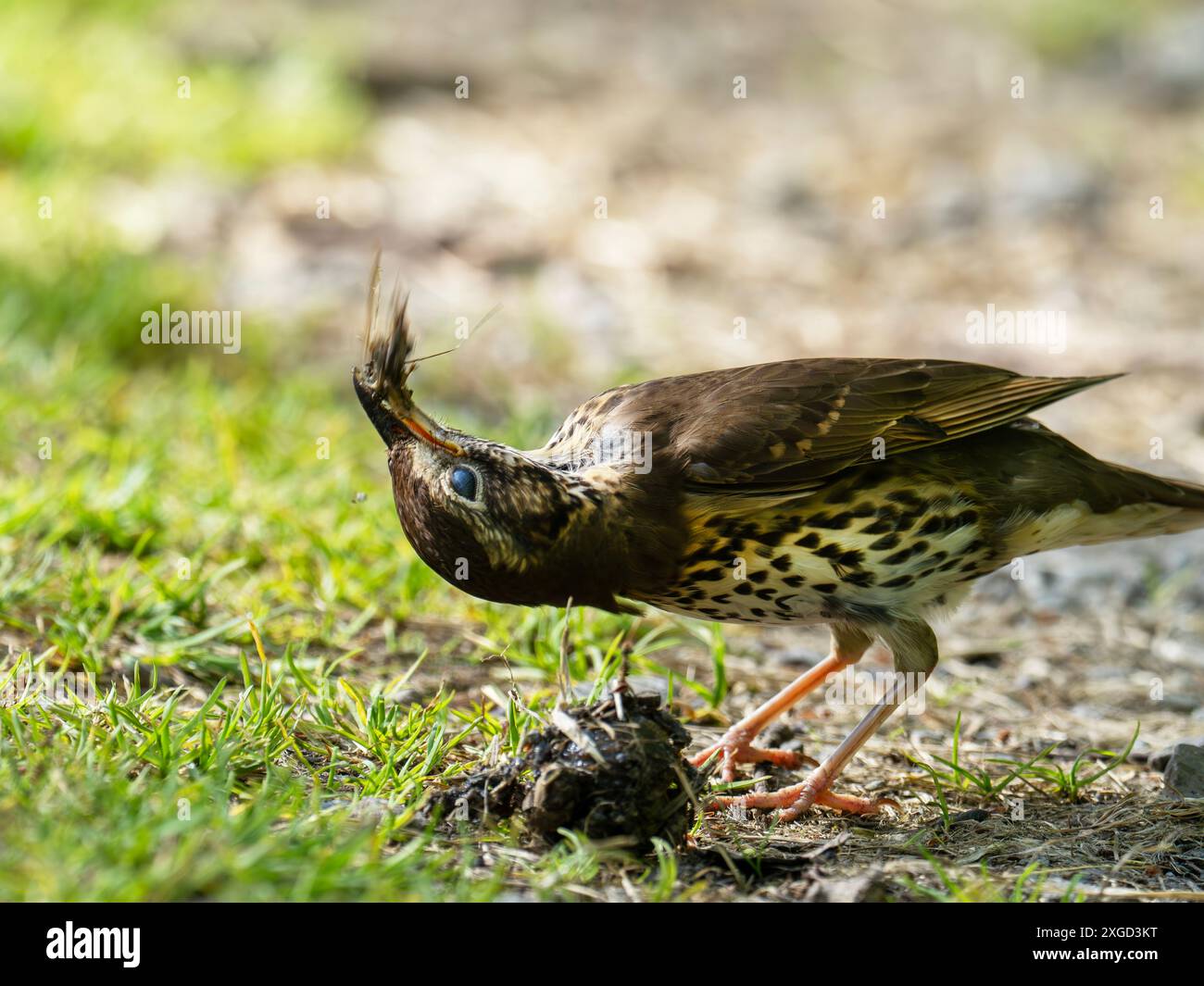 Slug eating grass hi-res stock photography and images - Alamy
