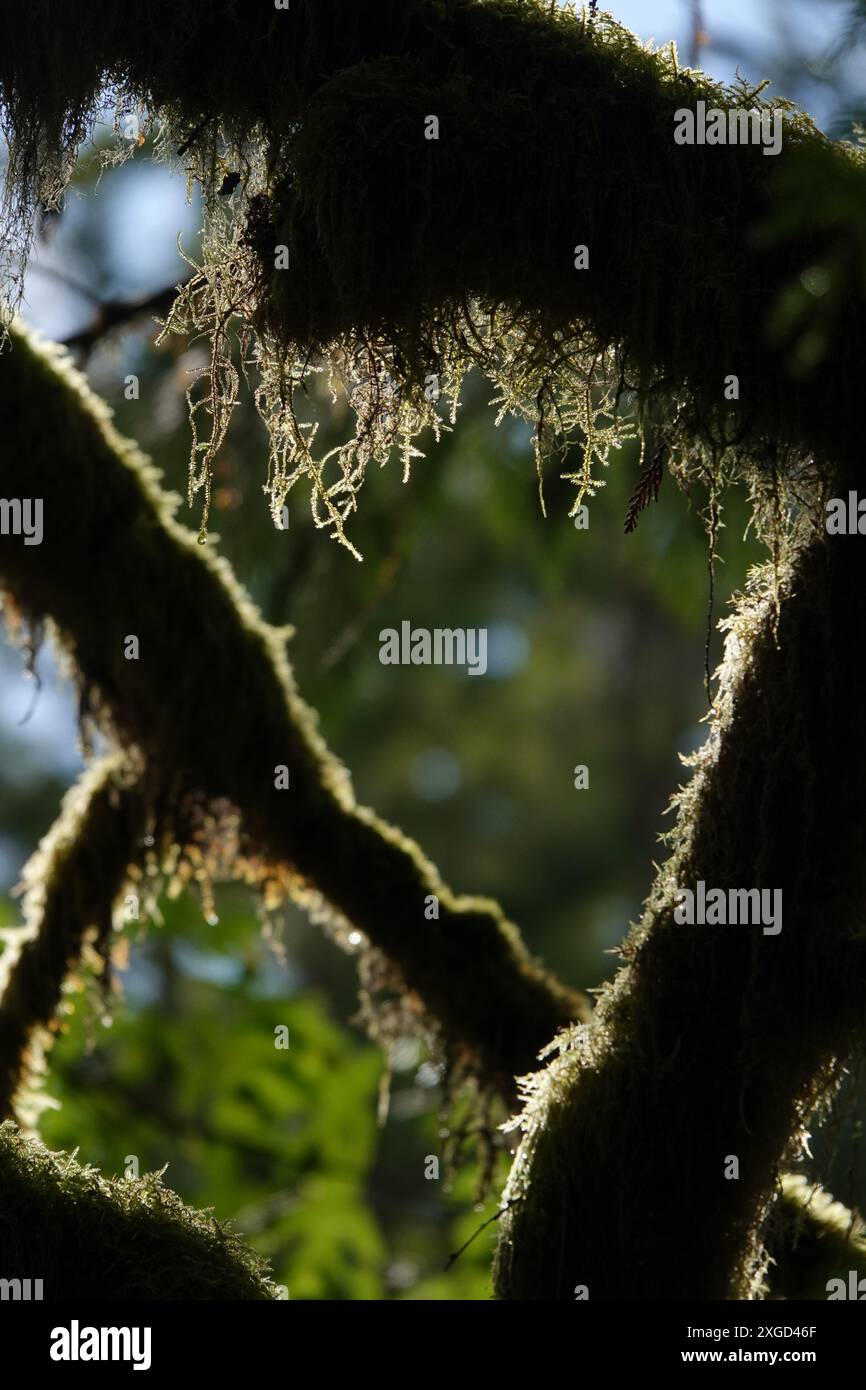 Wallace wood hi-res stock photography and images - Alamy