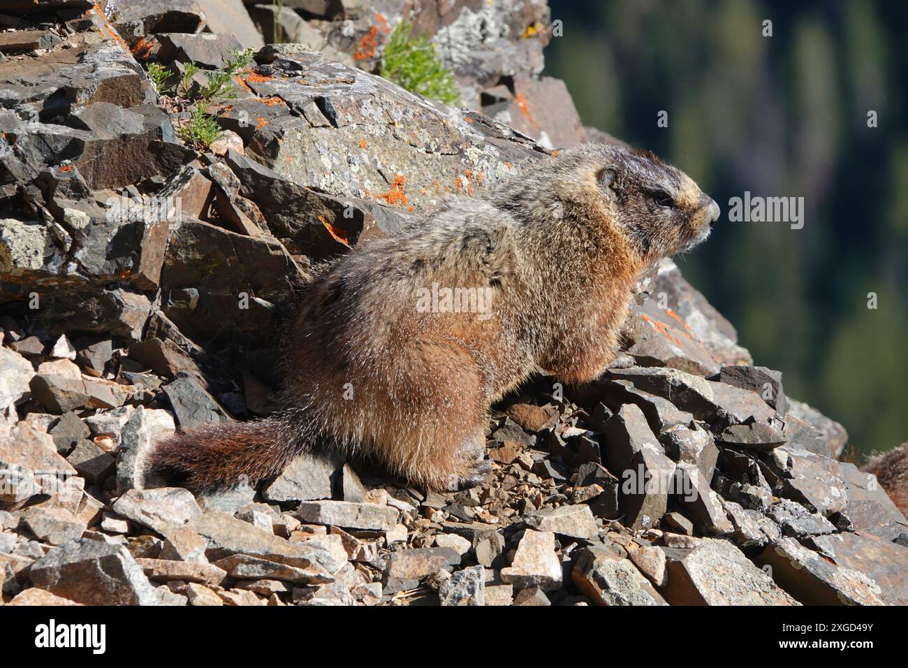 Yellow-Bellied Marmot on Cliff Top Stock Photo - Alamy