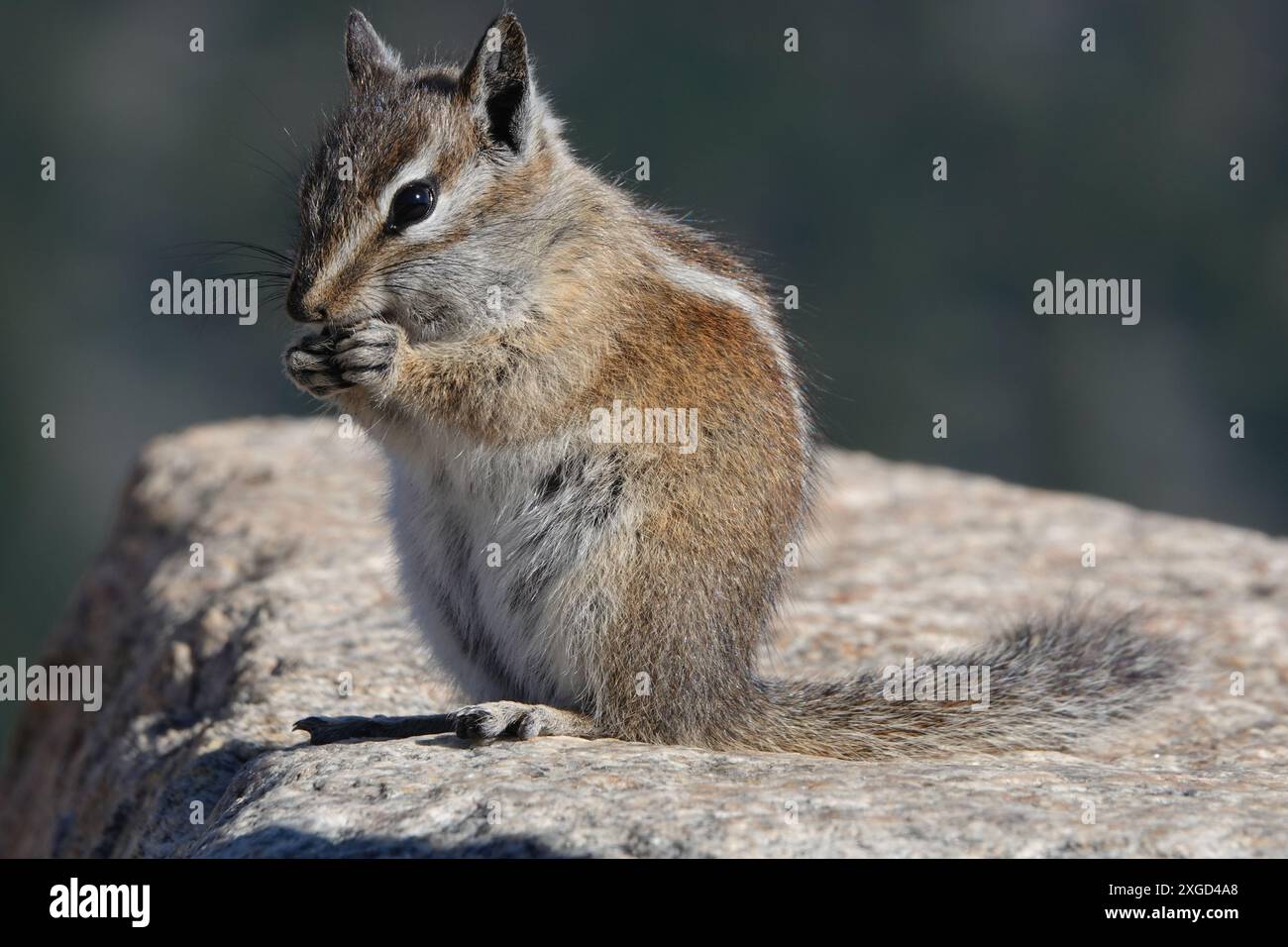 Chipmunk creek hi-res stock photography and images - Alamy