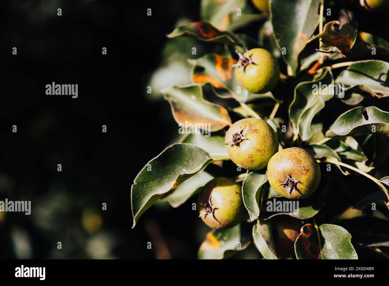 European wild pear tree with sick leaf of fungal infection ...