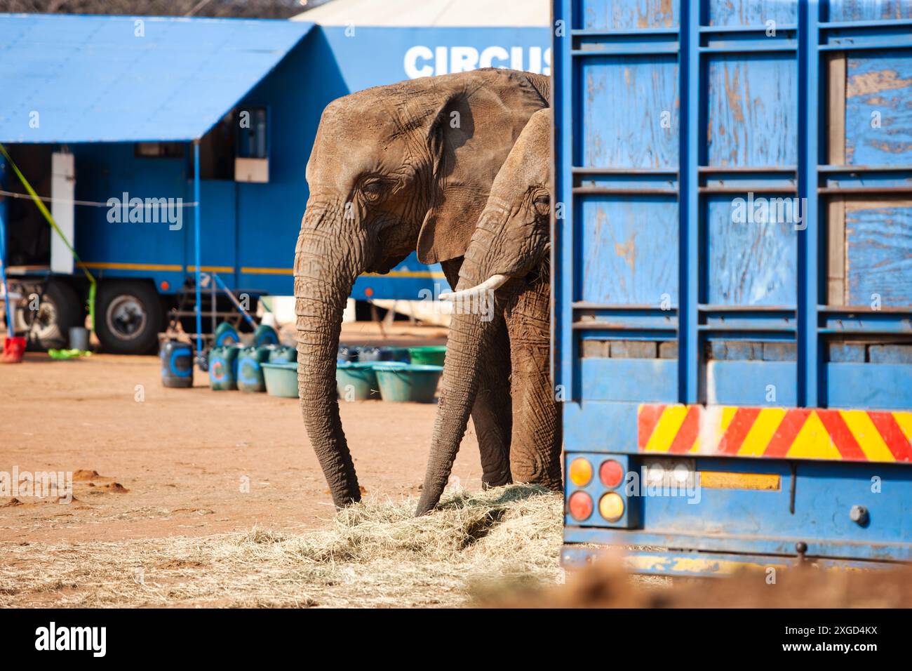 elephant circus outdoors, animal rights activist to end the practice ...